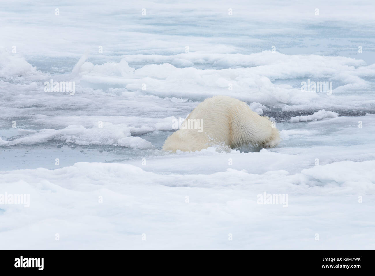 Wet polar bear shaking off on pack ice in Arctic sea Stock Photo - Alamy