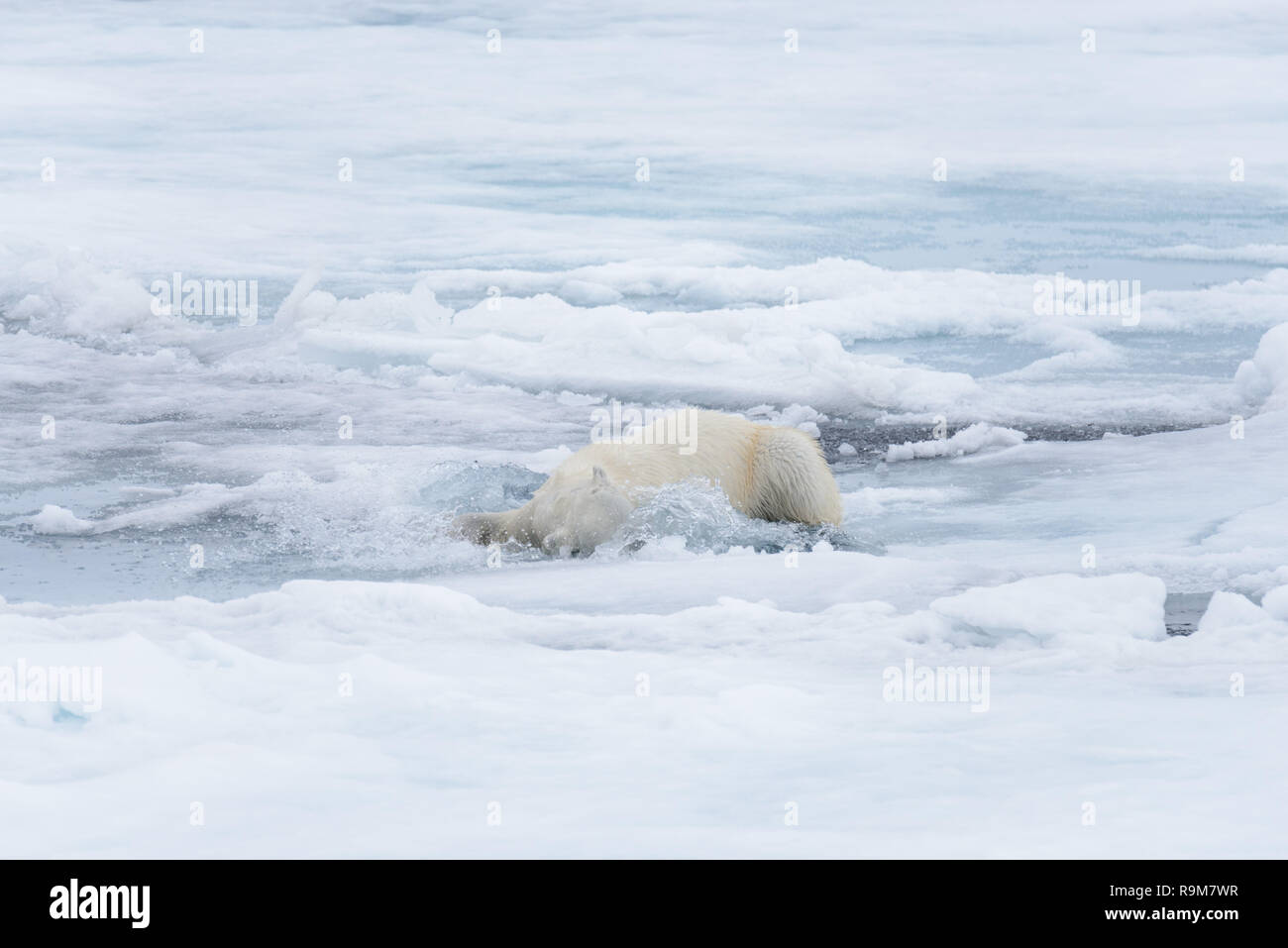 Wet polar bear shaking off on pack ice in Arctic sea Stock Photo - Alamy