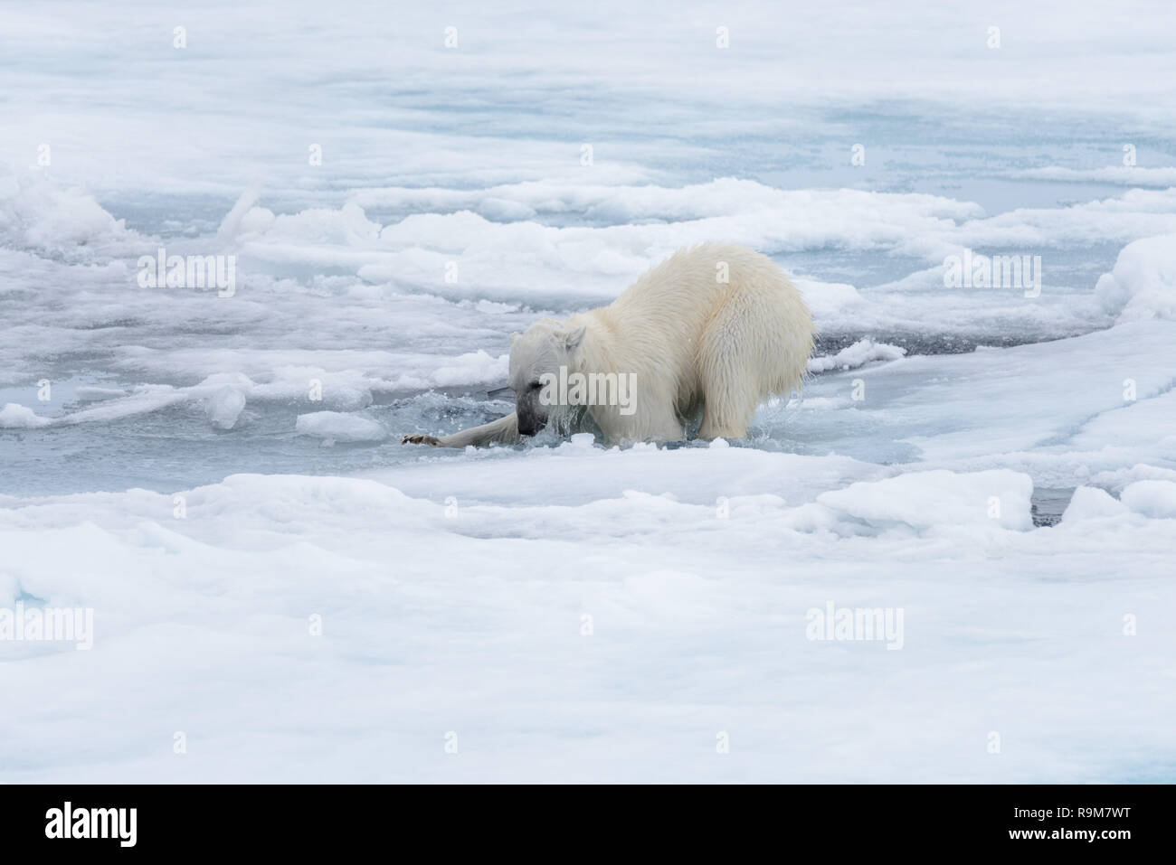 Wet polar bear shaking off on pack ice in Arctic sea Stock Photo - Alamy