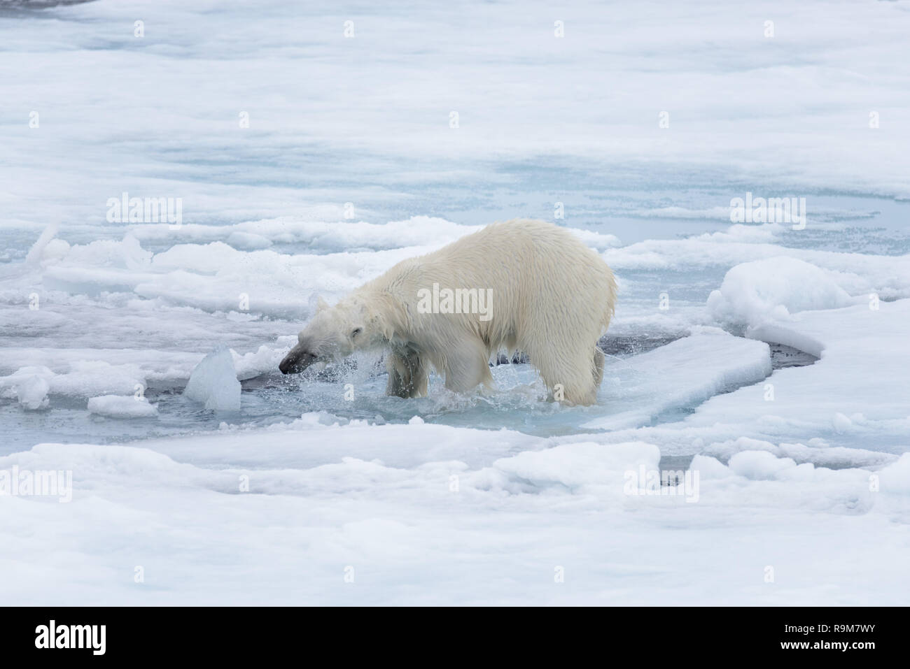 Wet polar bear shaking off on pack ice in Arctic sea Stock Photo - Alamy