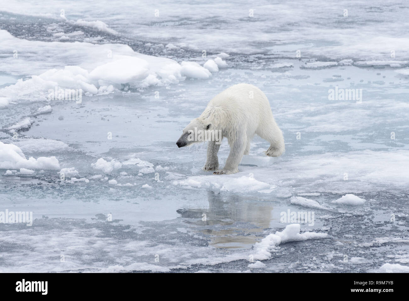 Wet polar bear shaking off on pack ice in Arctic sea Stock Photo - Alamy