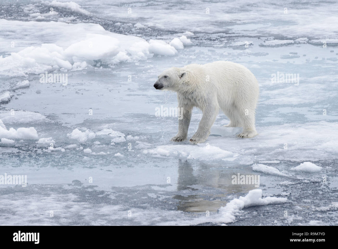 Wet polar bear shaking off on pack ice in Arctic sea Stock Photo - Alamy