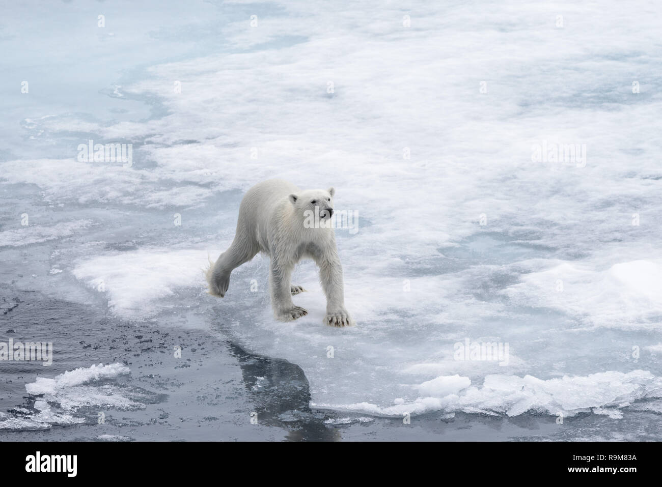 Wet polar bear going on pack ice in Arctic sea Stock Photo - Alamy