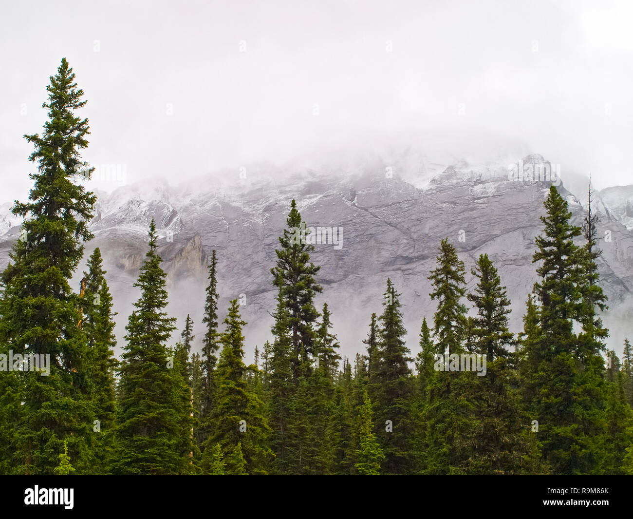 Mountains and forests in Canada. The pristine nature of the Canadian ...