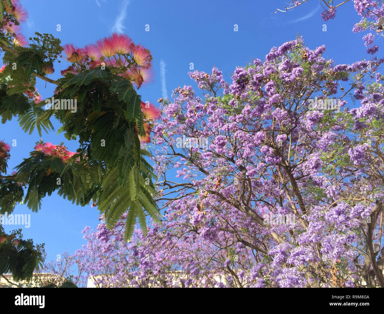 tree in bloom - beauty in nature, landscapes and environment concept ...