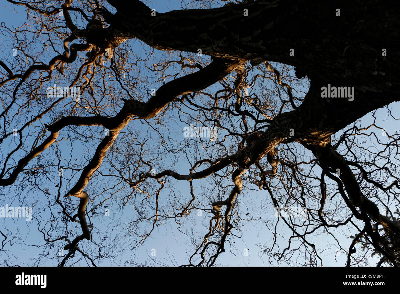 Black Willow Tree Leaf High Resolution Stock Photography and Images - Alamy