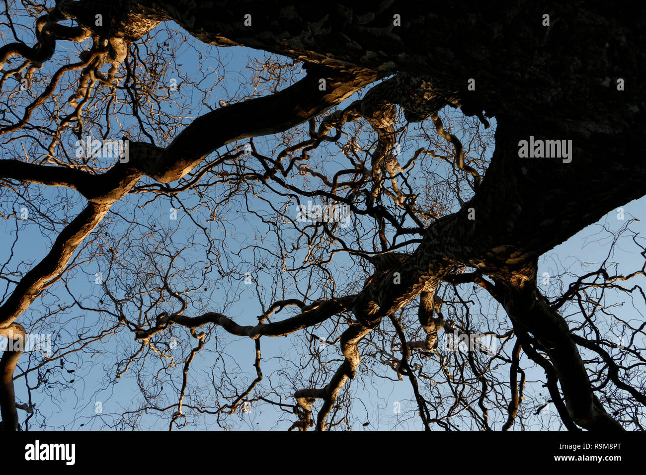 Twisted Willow Tree High Resolution Stock Photography and Images - Alamy