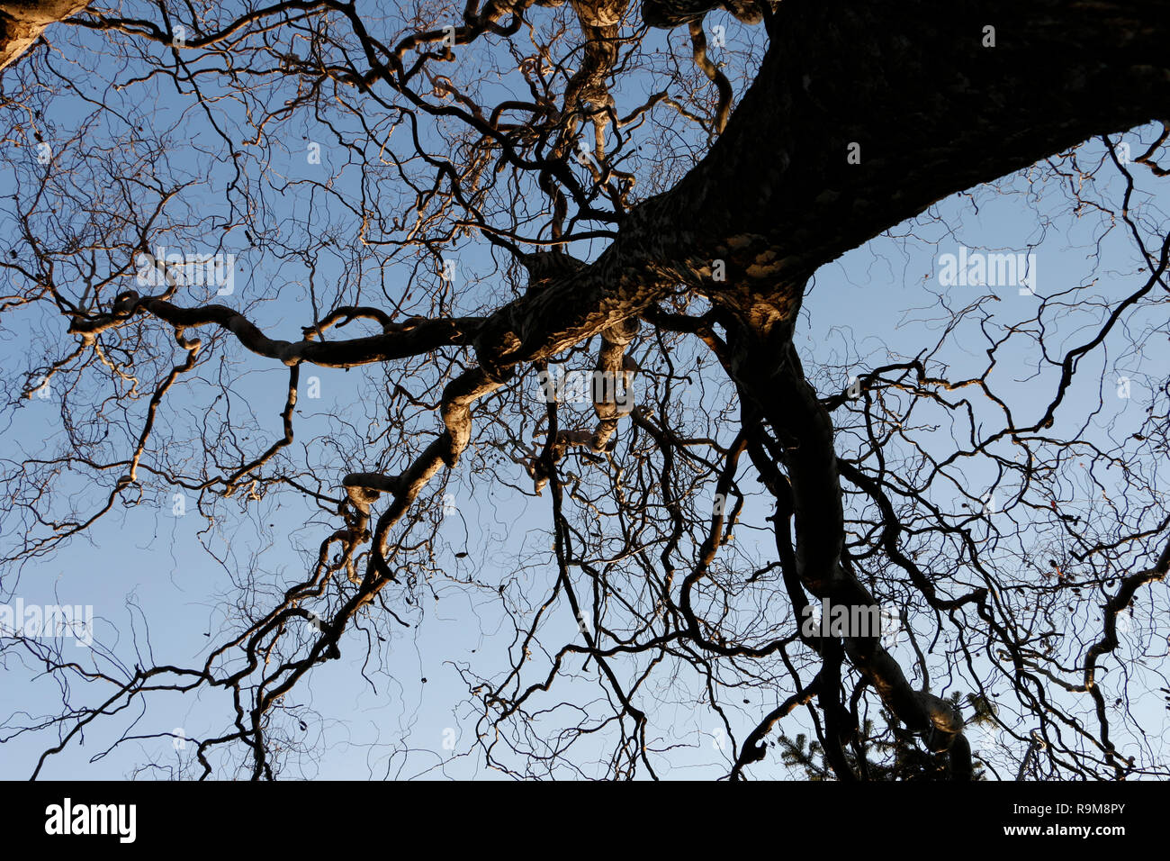Twisted Willow Tree High Resolution Stock Photography and Images - Alamy