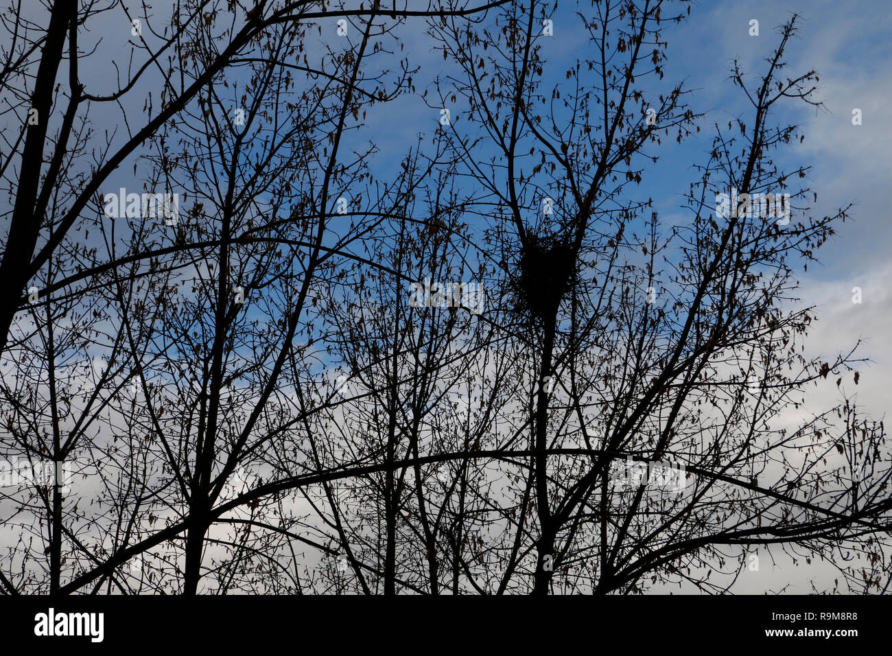 Locust Tree Leaves High Resolution Stock Photography and Images - Alamy