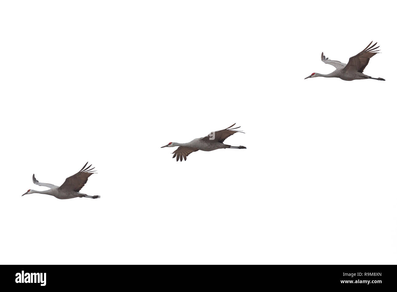Crane grus cranes flying Cut Out Stock Images & Pictures - Alamy