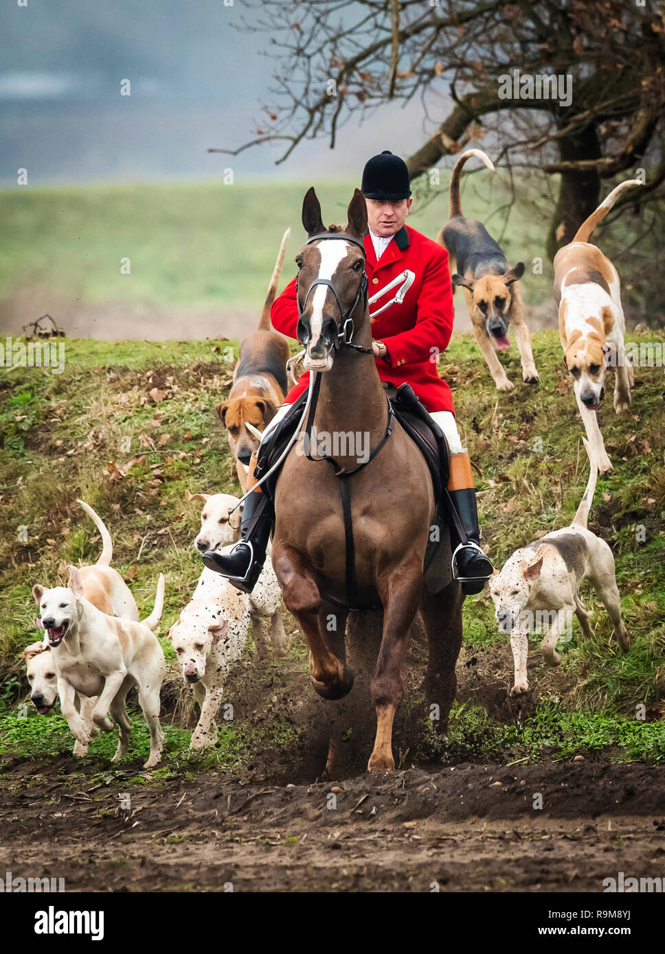 Members of the Grove and Rufford Hunt, formed in 1952, near Bawtry in ...