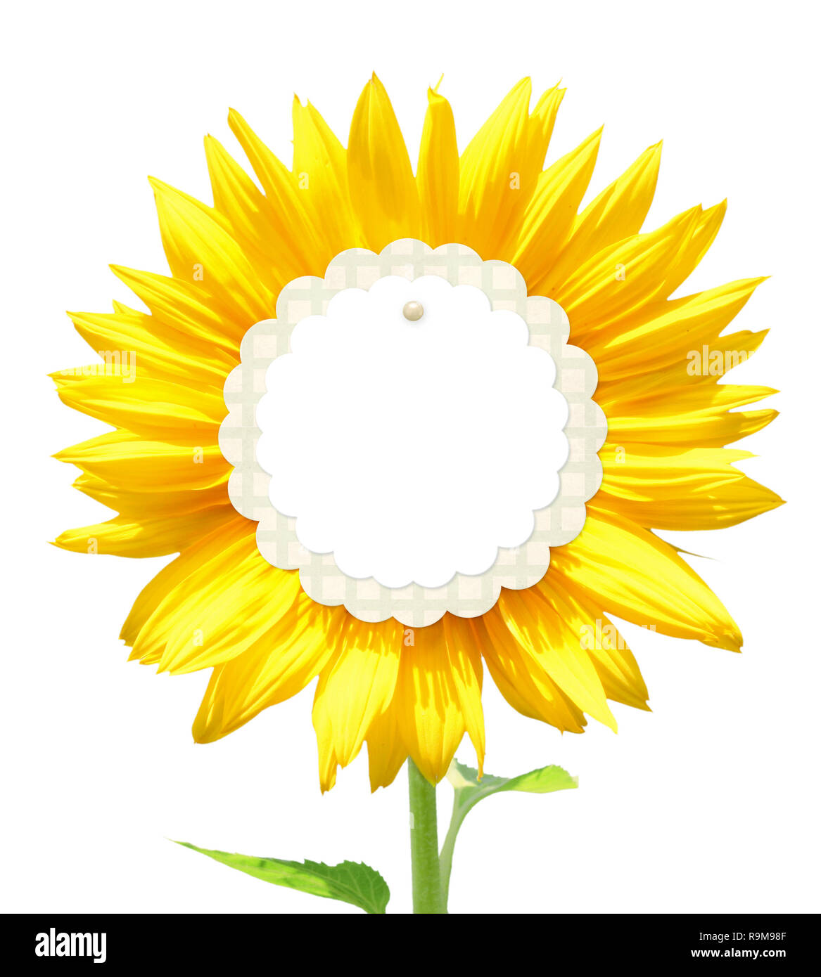 Yellow sunflower and retro label. Isolated on white background Stock ...