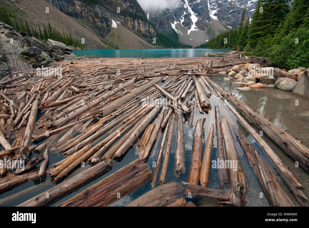 Floating logs in Moraine Lake, Banff National Park, Rocky Mountains ...