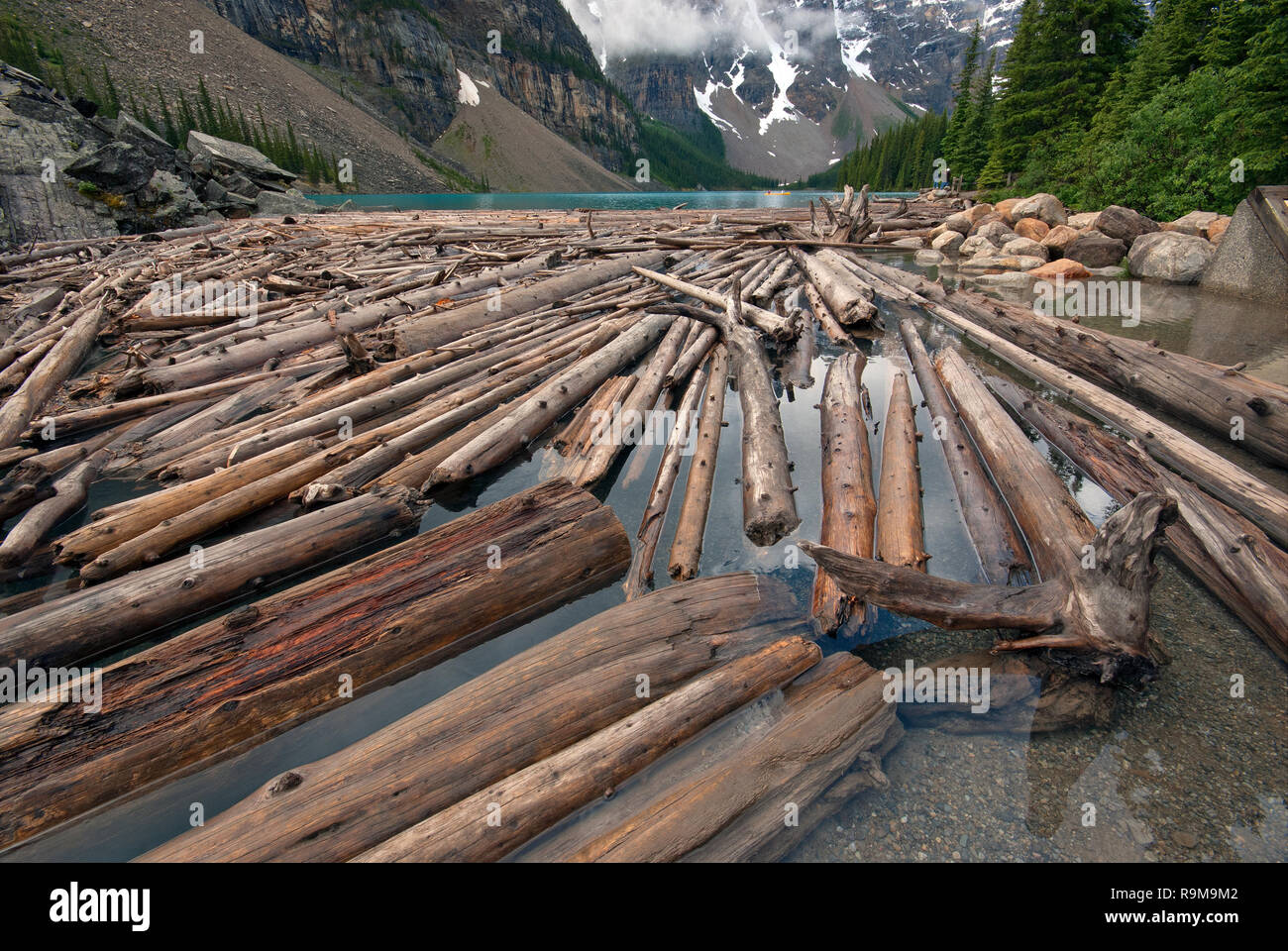 Floating logs in Moraine Lake, Banff National Park, Rocky Mountains ...