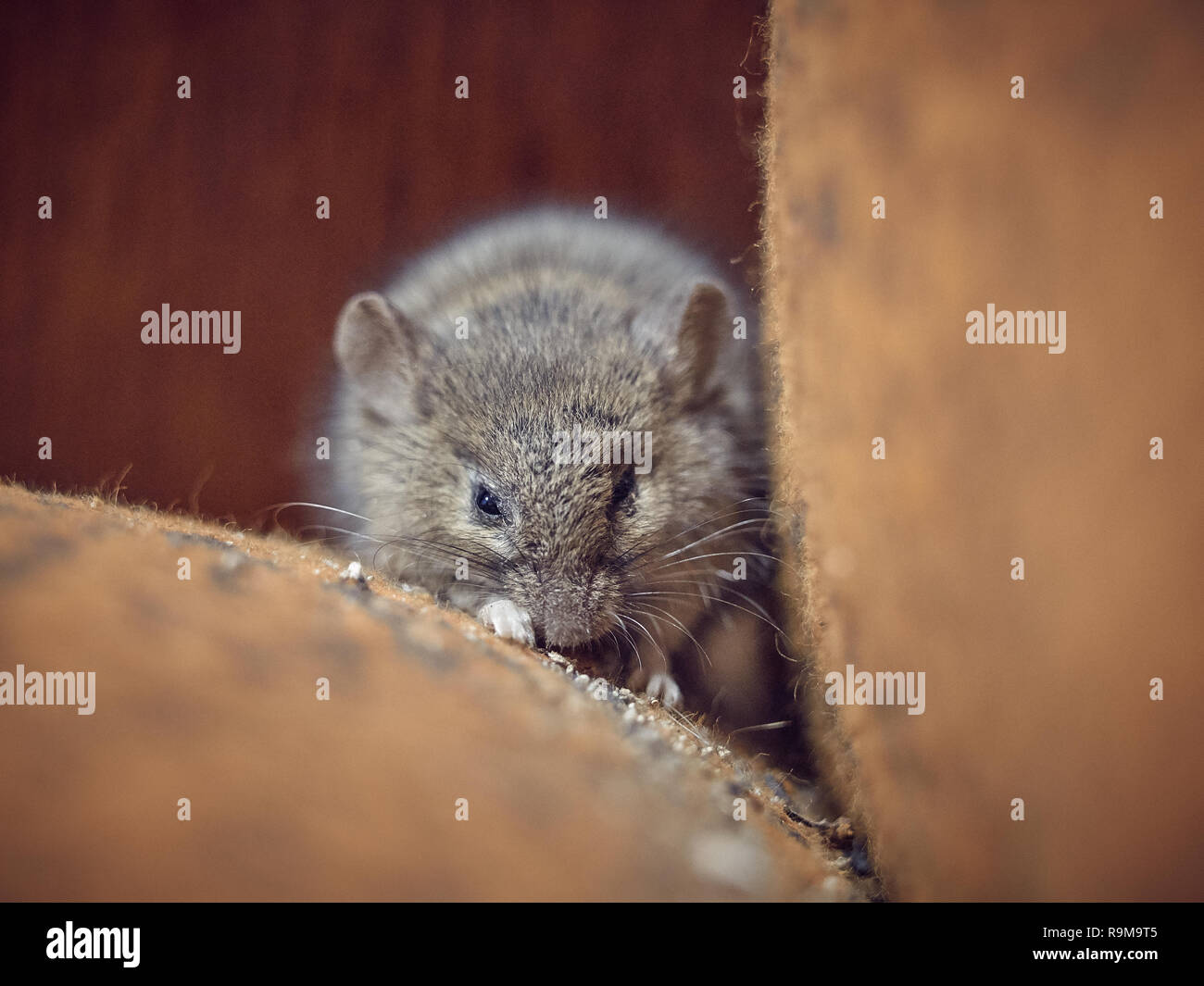 Hibernation Mouse High Resolution Stock Photography and Images - Alamy
