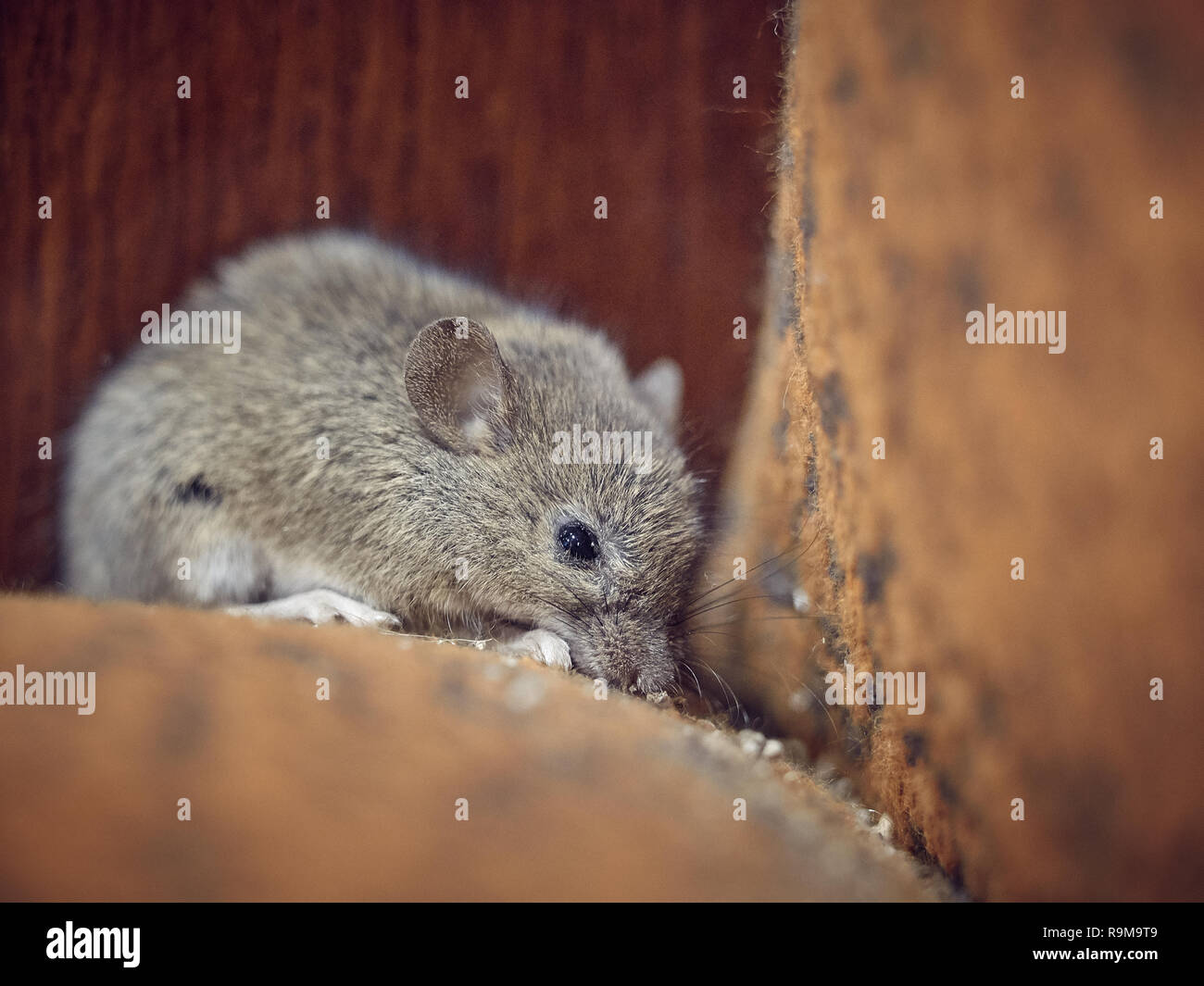 Gray mouse hi-res stock photography and images - Alamy