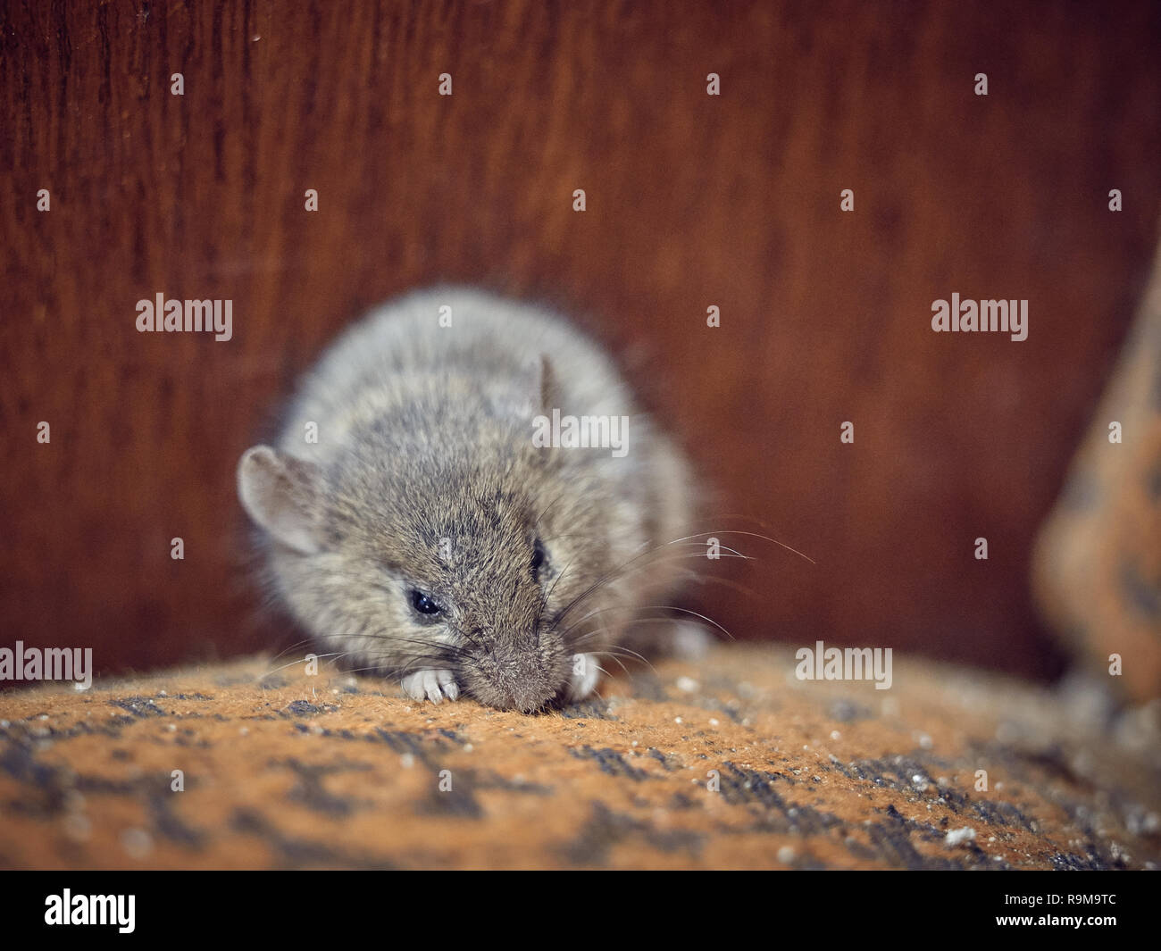 The little gray mouse sits on the fabric surface of the chair and ...
