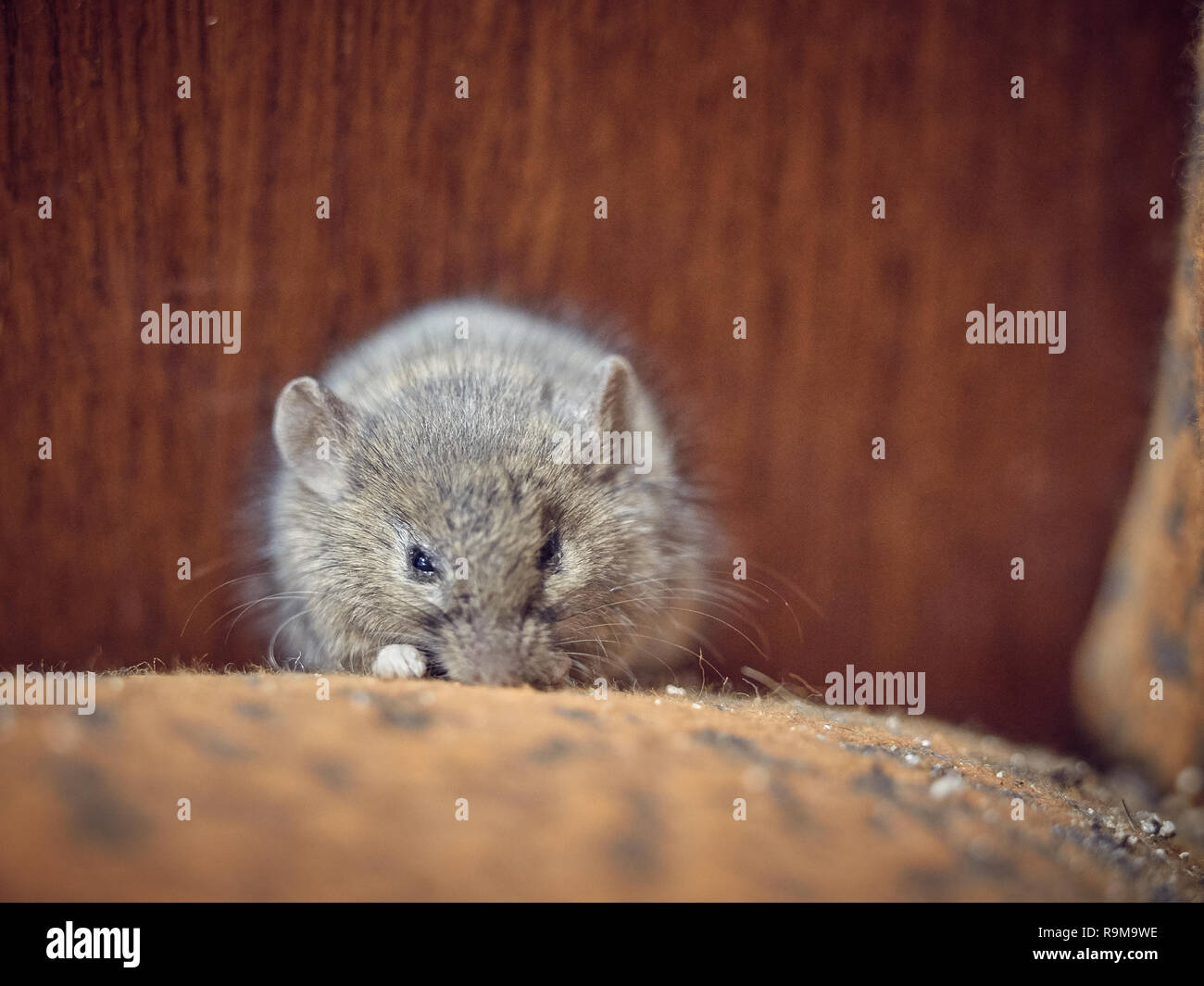 Gray mouse hi-res stock photography and images - Alamy