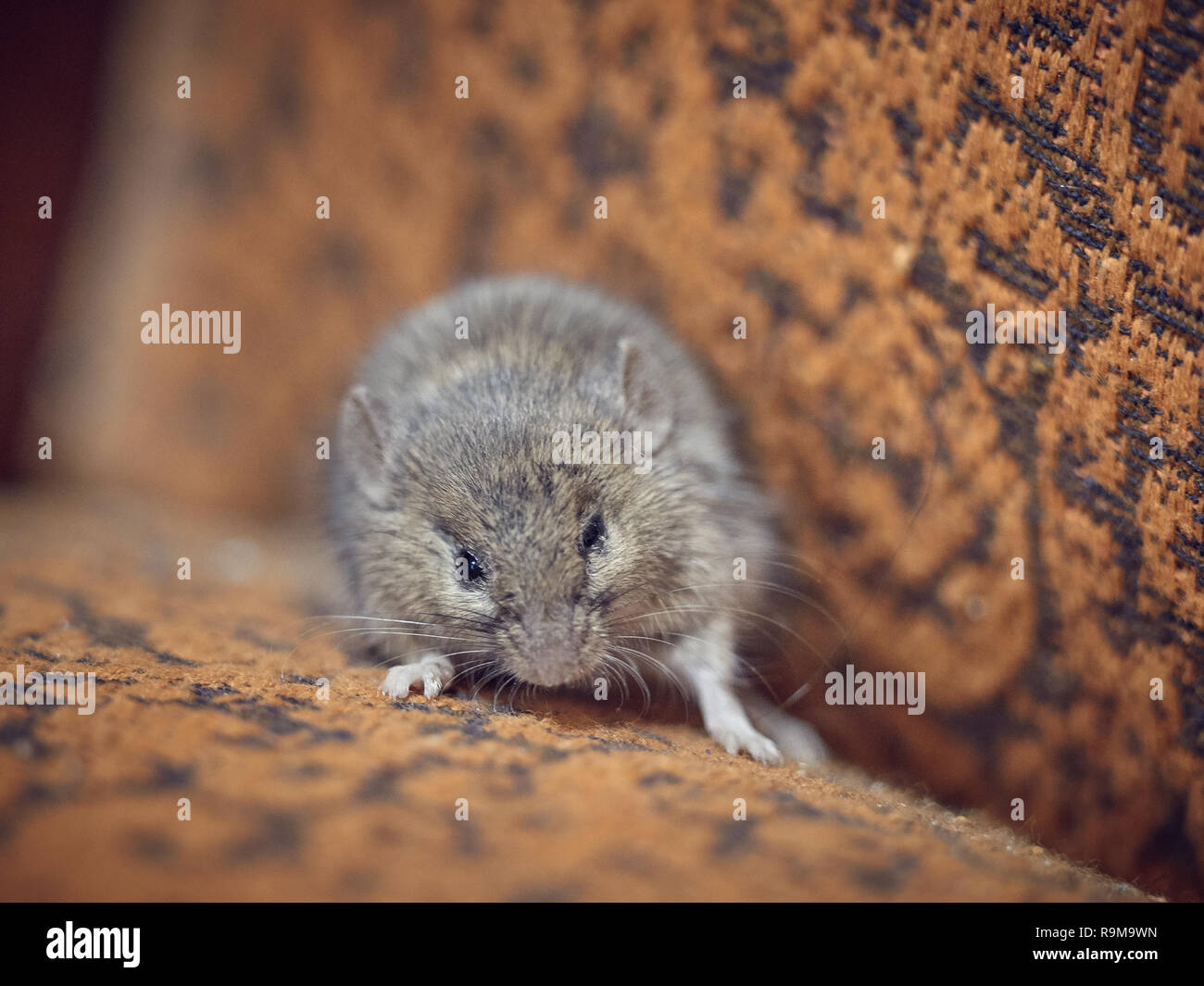 The little gray mouse sits on the fabric surface of the chair and ...