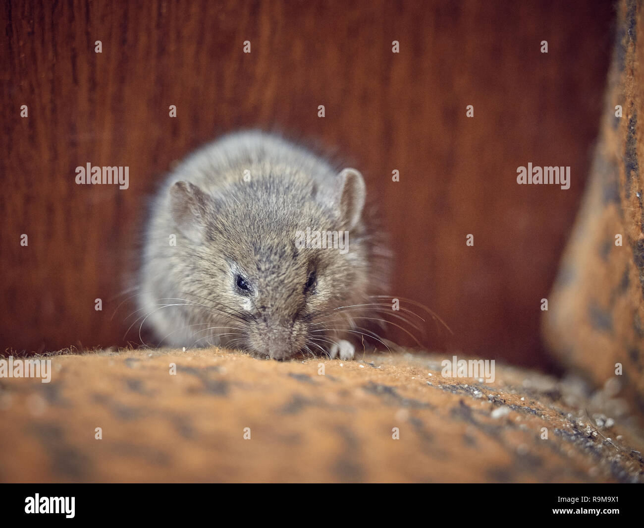The little gray mouse sits on the fabric surface of the chair and ...
