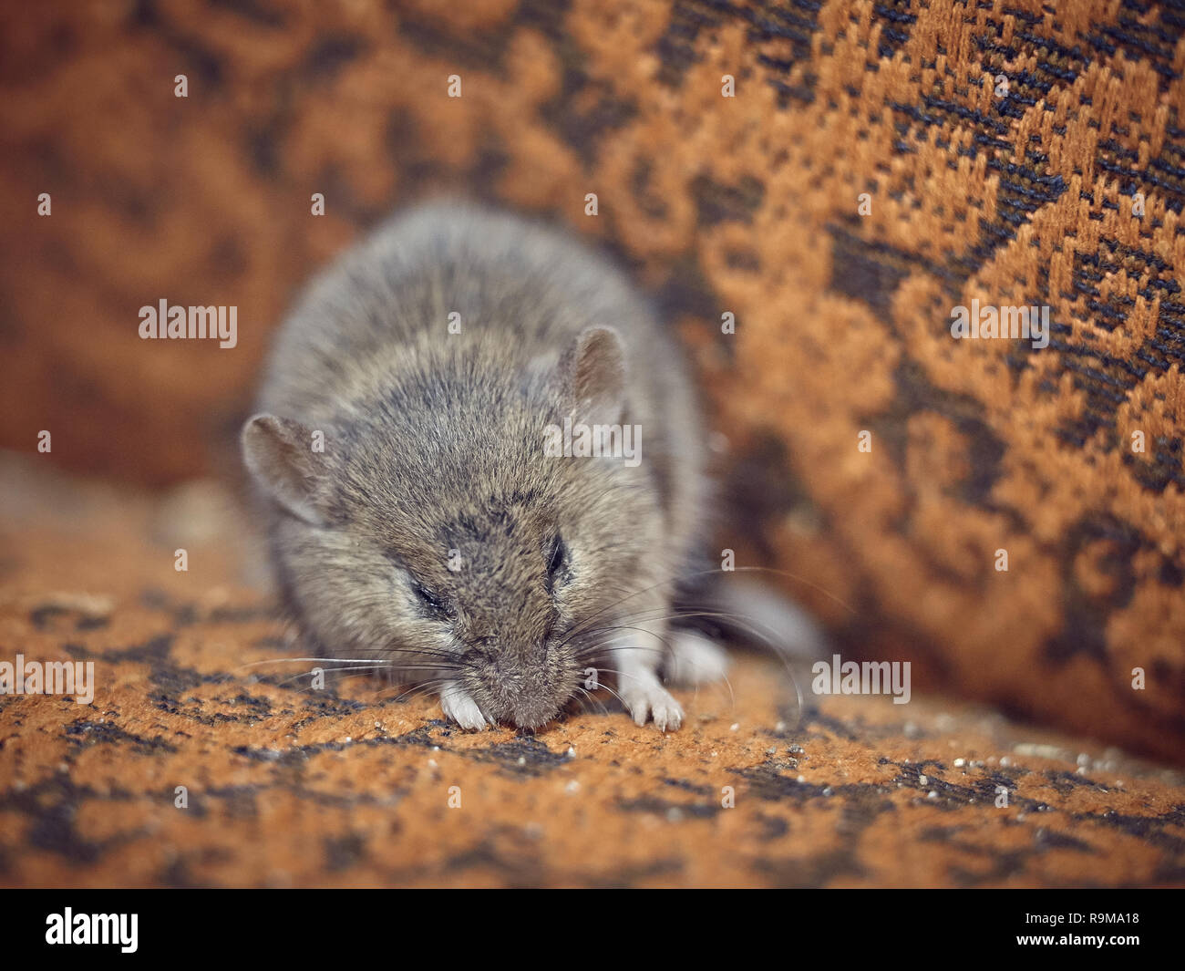 The little gray mouse sits on the fabric surface of the chair and ...