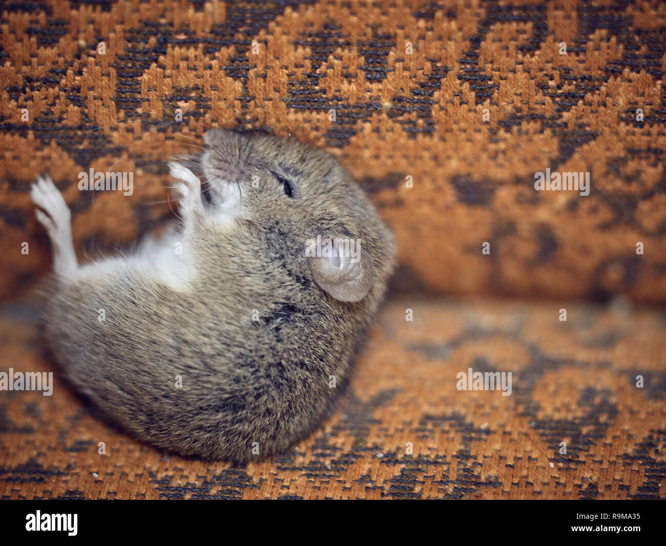 The little gray mouse sits on the fabric surface of the chair and ...