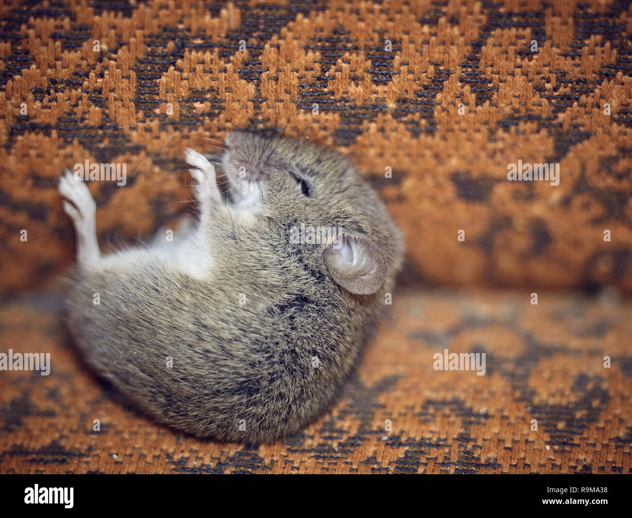 The little gray mouse sits on the fabric surface of the chair and ...