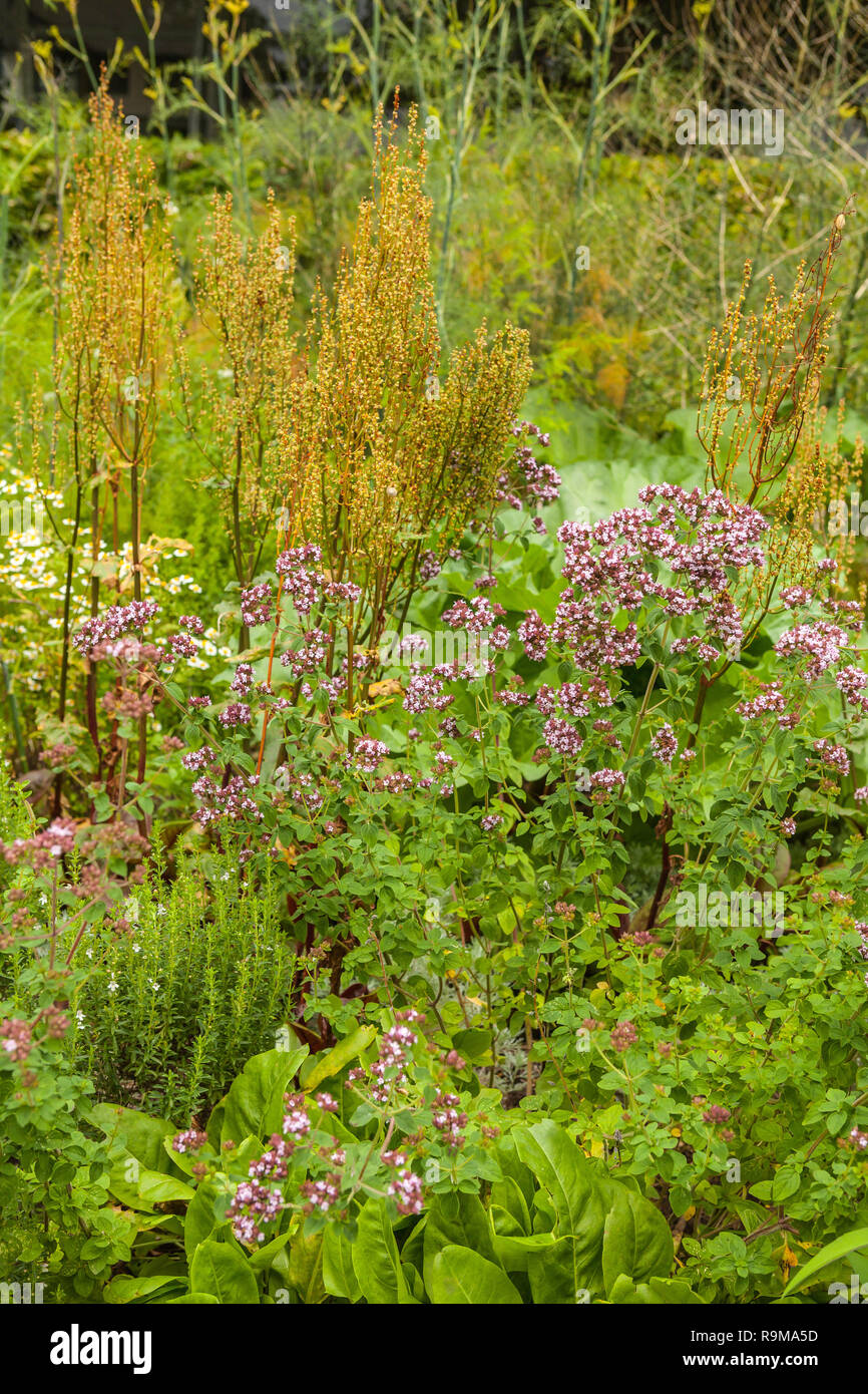 Kitchen garden plant hi-res stock photography and images - Alamy