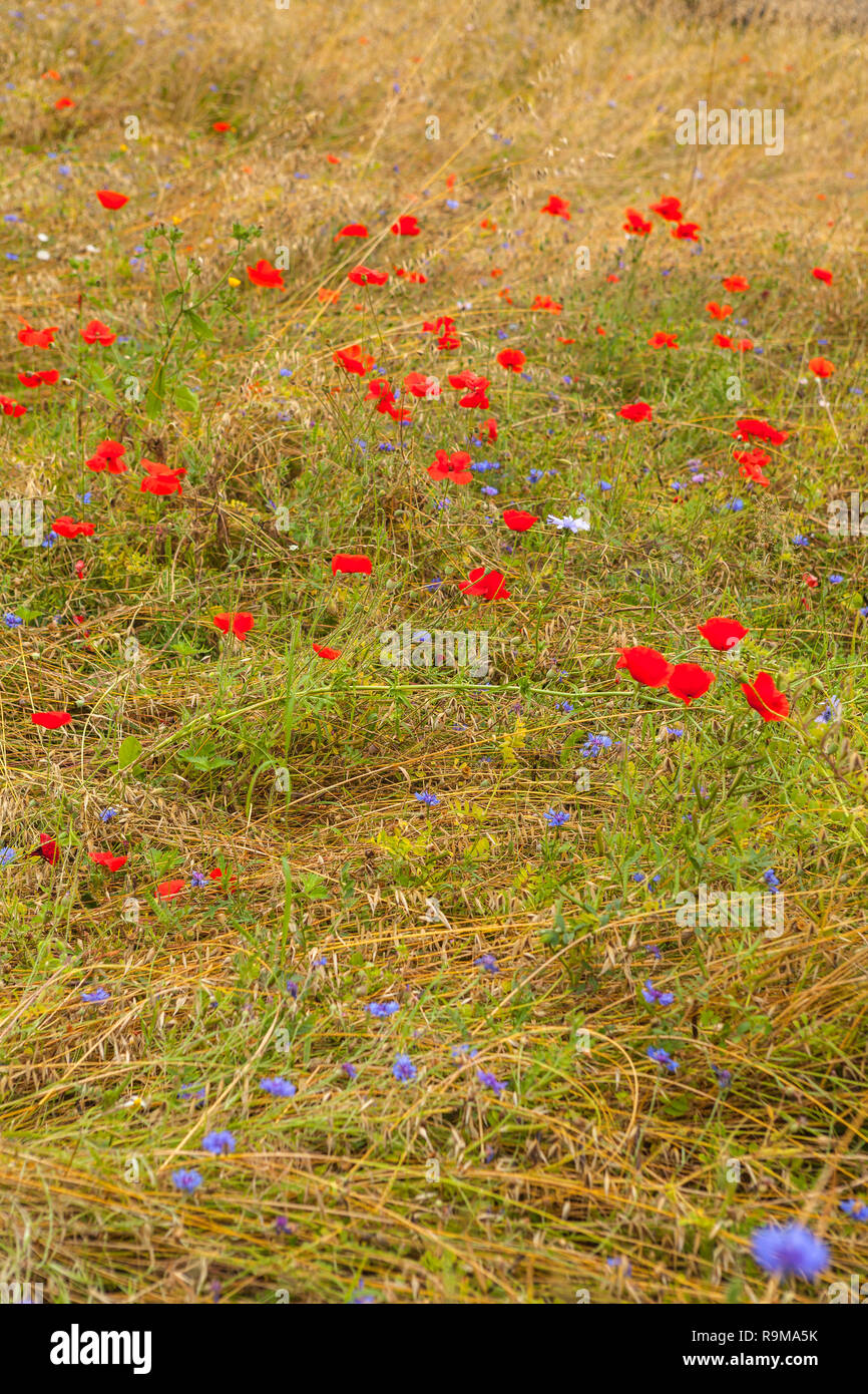 Meadow poppy hi-res stock photography and images - Alamy
