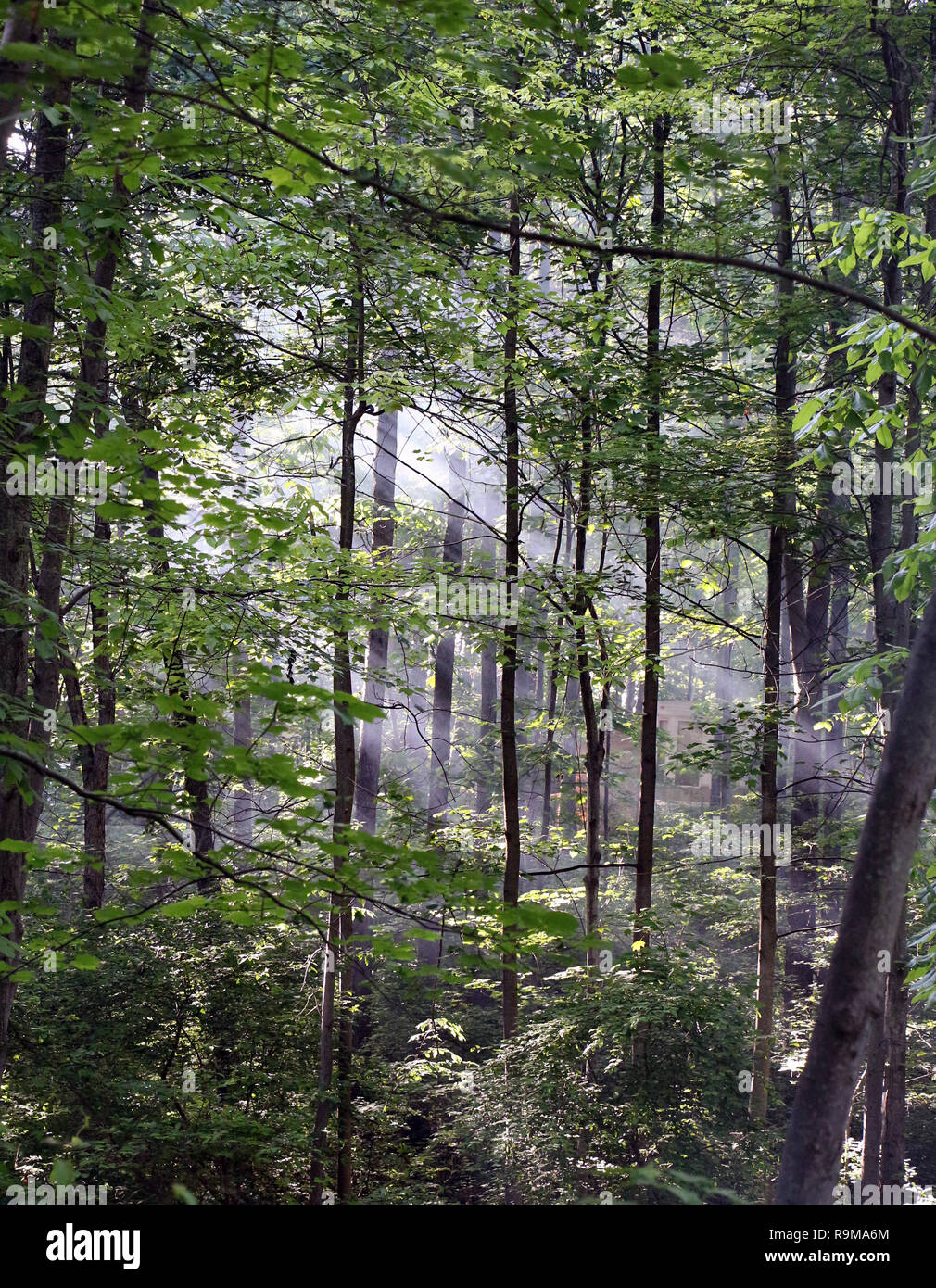 Sunlight Streaming through Trees Stock Photo - Alamy
