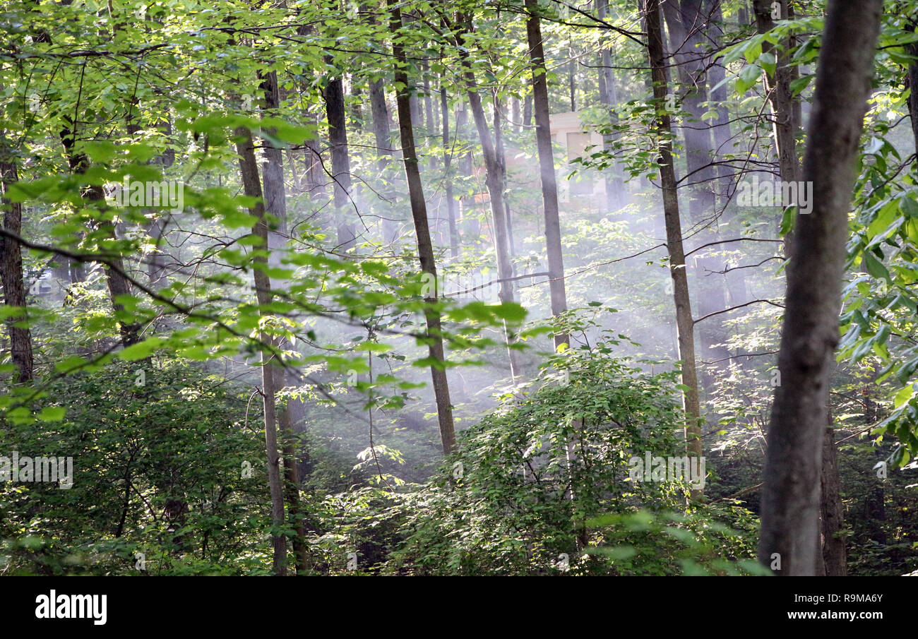 Sunlight streams hi-res stock photography and images - Alamy