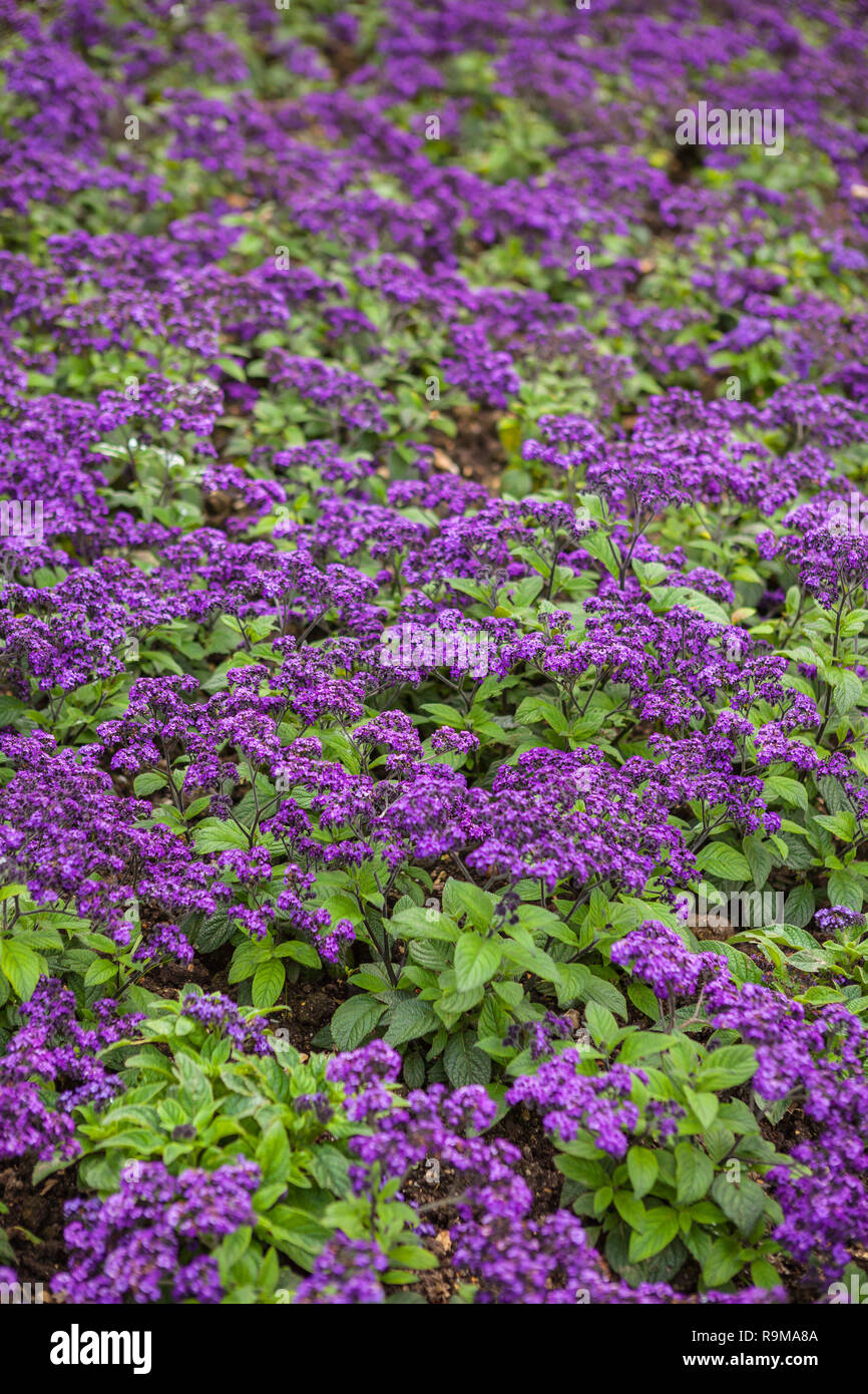 Heliotropium (turnsole) is a genus of flowering plants in the borage ...