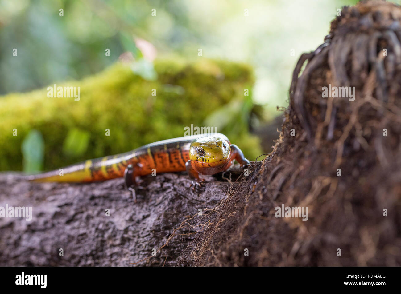Galliwasp hi-res stock photography and images - Alamy
