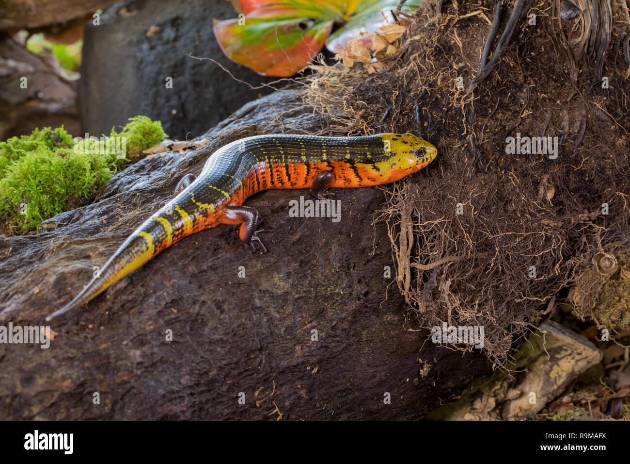 Galliwasp hi-res stock photography and images - Alamy