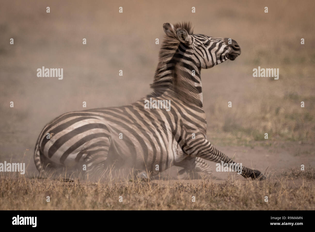 Plains zebra lying on grassland in dust Stock Photo - Alamy