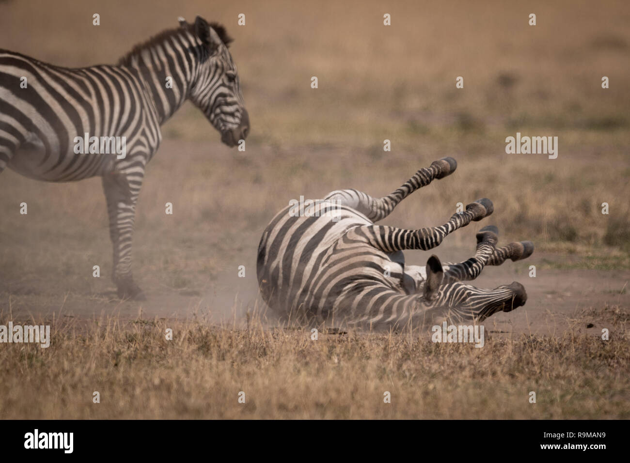 Plains zebra rolling on back by foal Stock Photo - Alamy