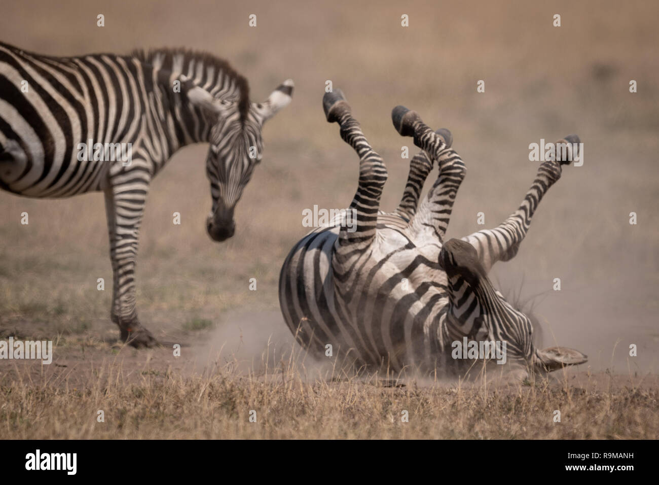 Plains zebra rolls in dust beside mother Stock Photo - Alamy