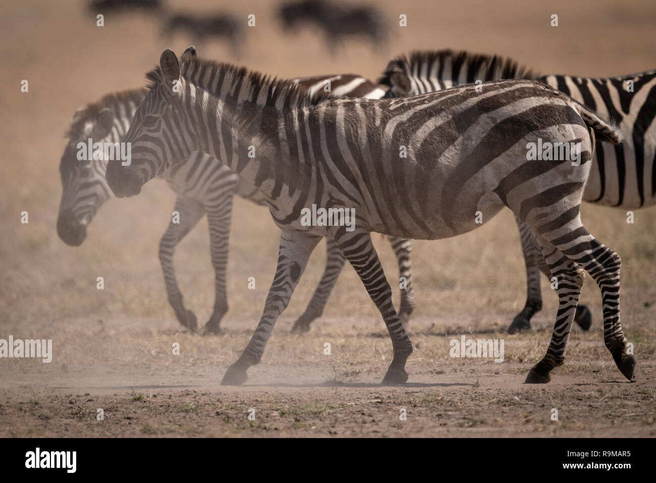 Plains zebra walks in dust beside others Stock Photo - Alamy