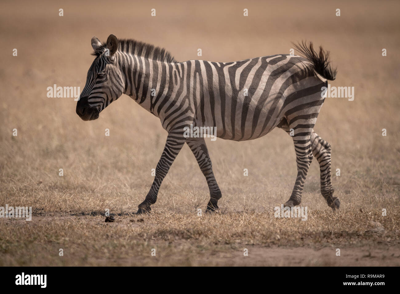 Plains zebra walks across savannah swishing tail Stock Photo - Alamy