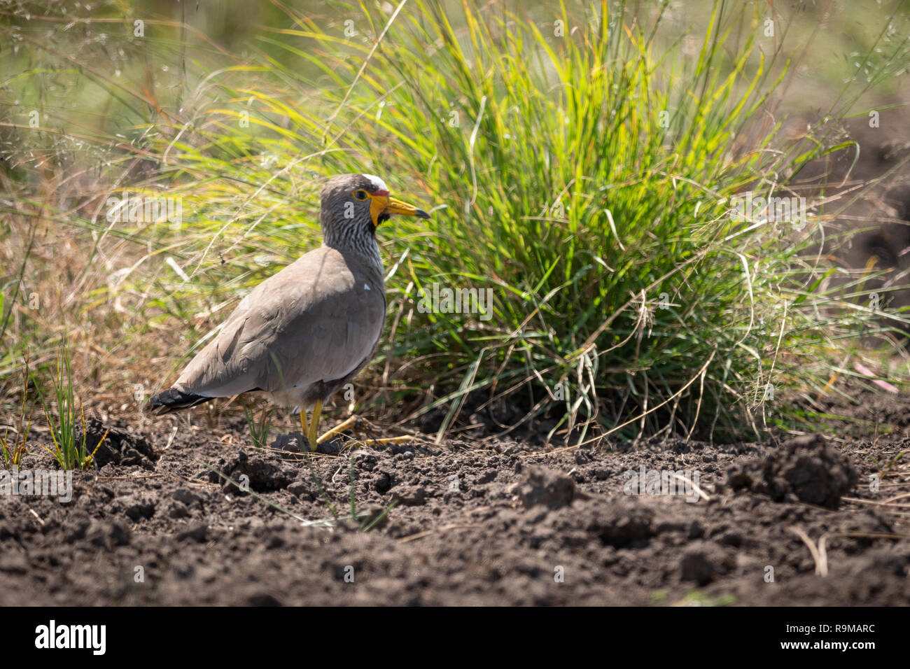 Senegal wattled hi-res stock photography and images - Alamy