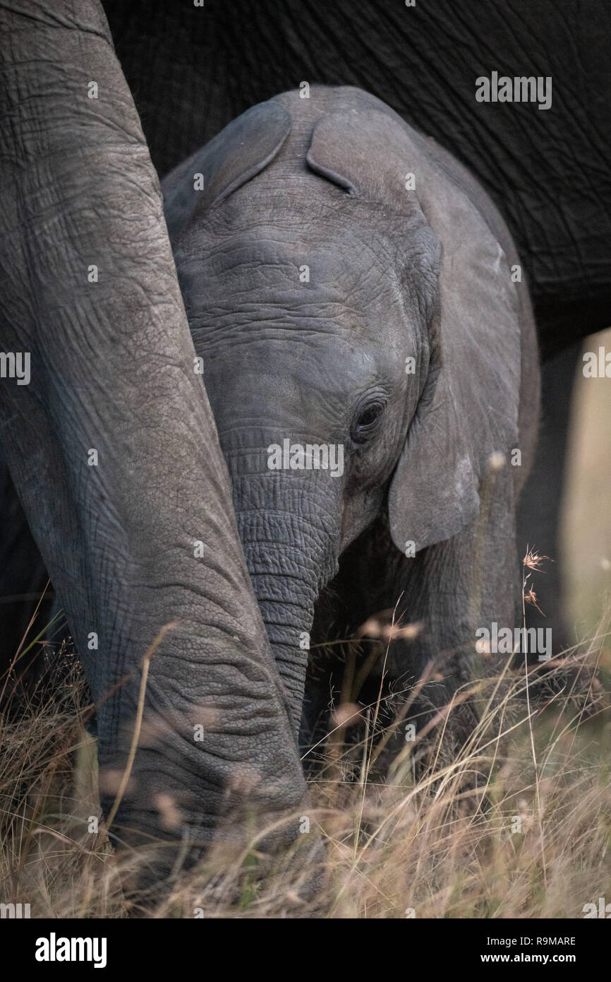 Shy elephant hi-res stock photography and images - Alamy