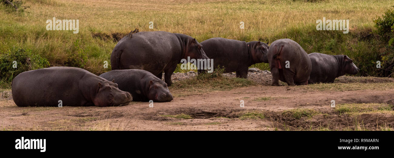 Six hippos lying and standing in savannah Stock Photo - Alamy