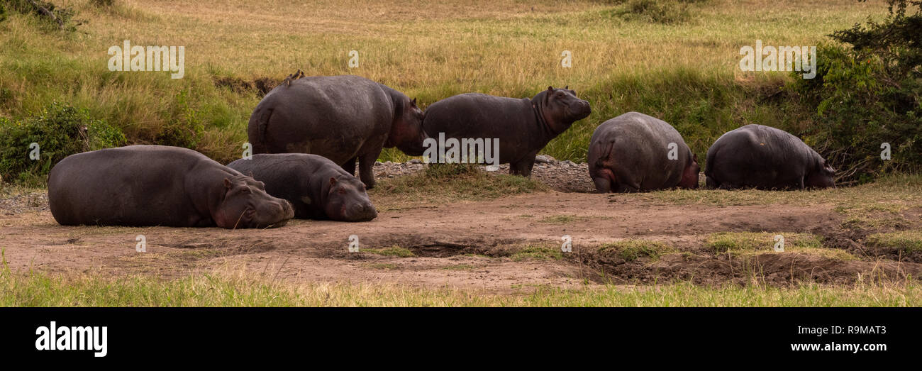 Six hippos lying and standing on savannah Stock Photo - Alamy