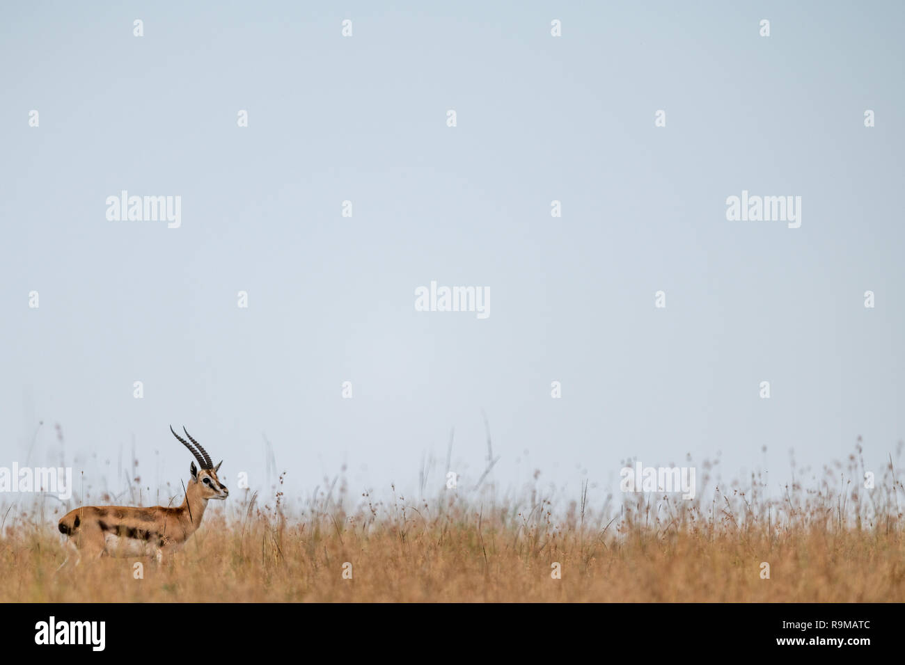 Thomson gazelle in long grass on horizon Stock Photo - Alamy