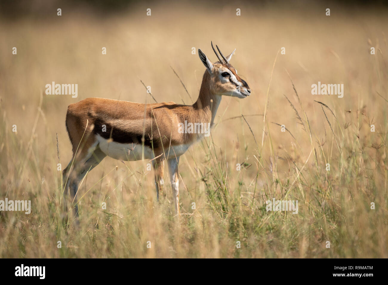 Thomson gazelle stands in grass in profile Stock Photo - Alamy