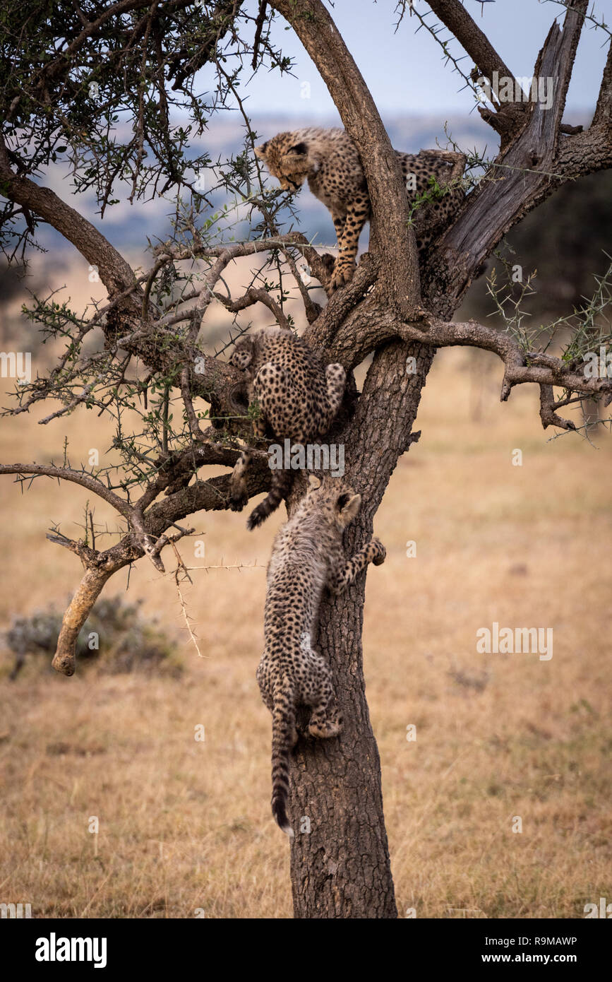 Three cheetah cubs climbing tree in grassland Stock Photo - Alamy