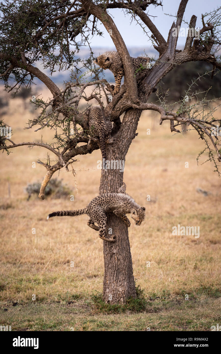 Three cheetah cubs climbing tree in savannah Stock Photo - Alamy