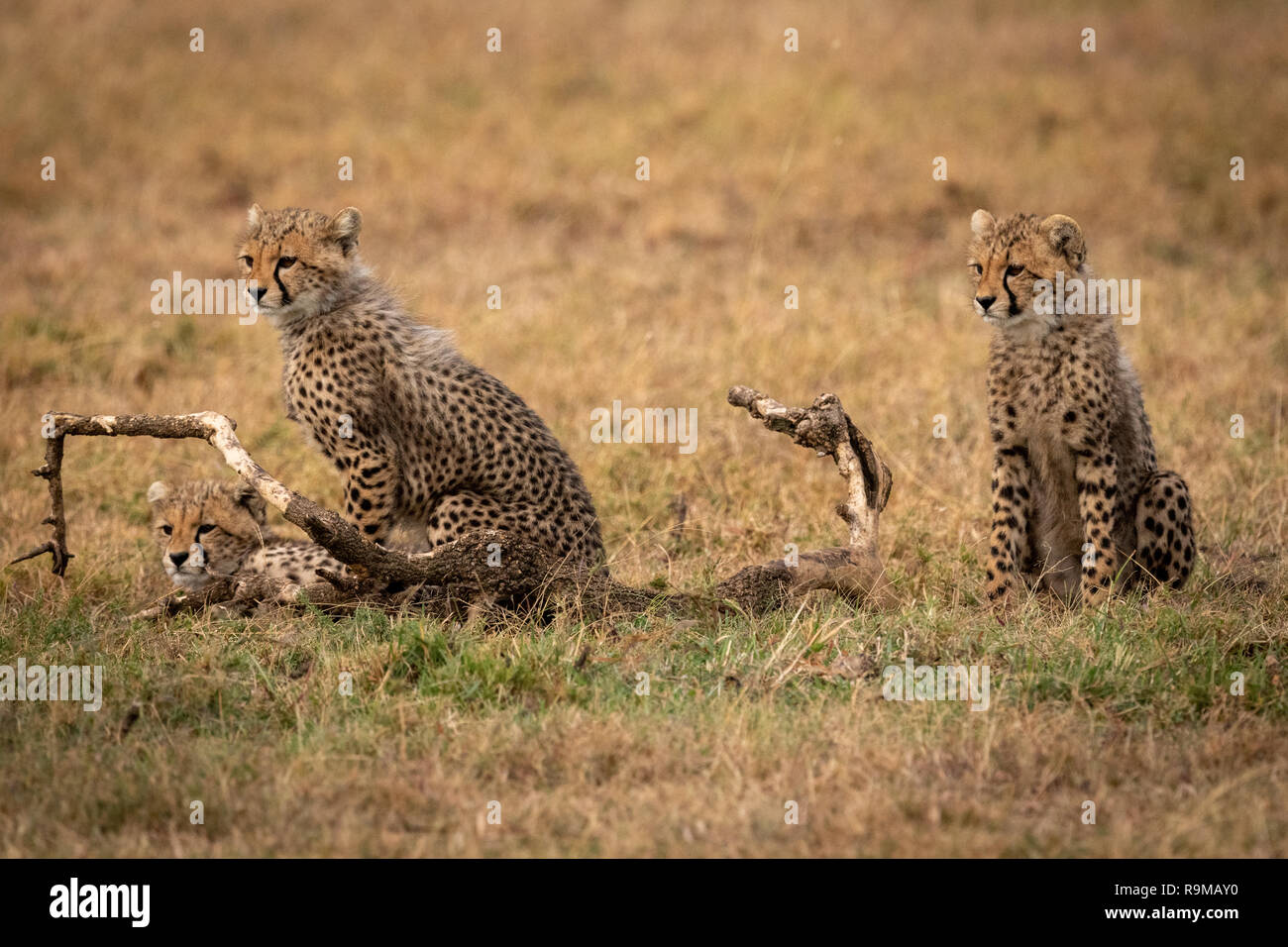 Three cheetah cubs look left by branch Stock Photo - Alamy