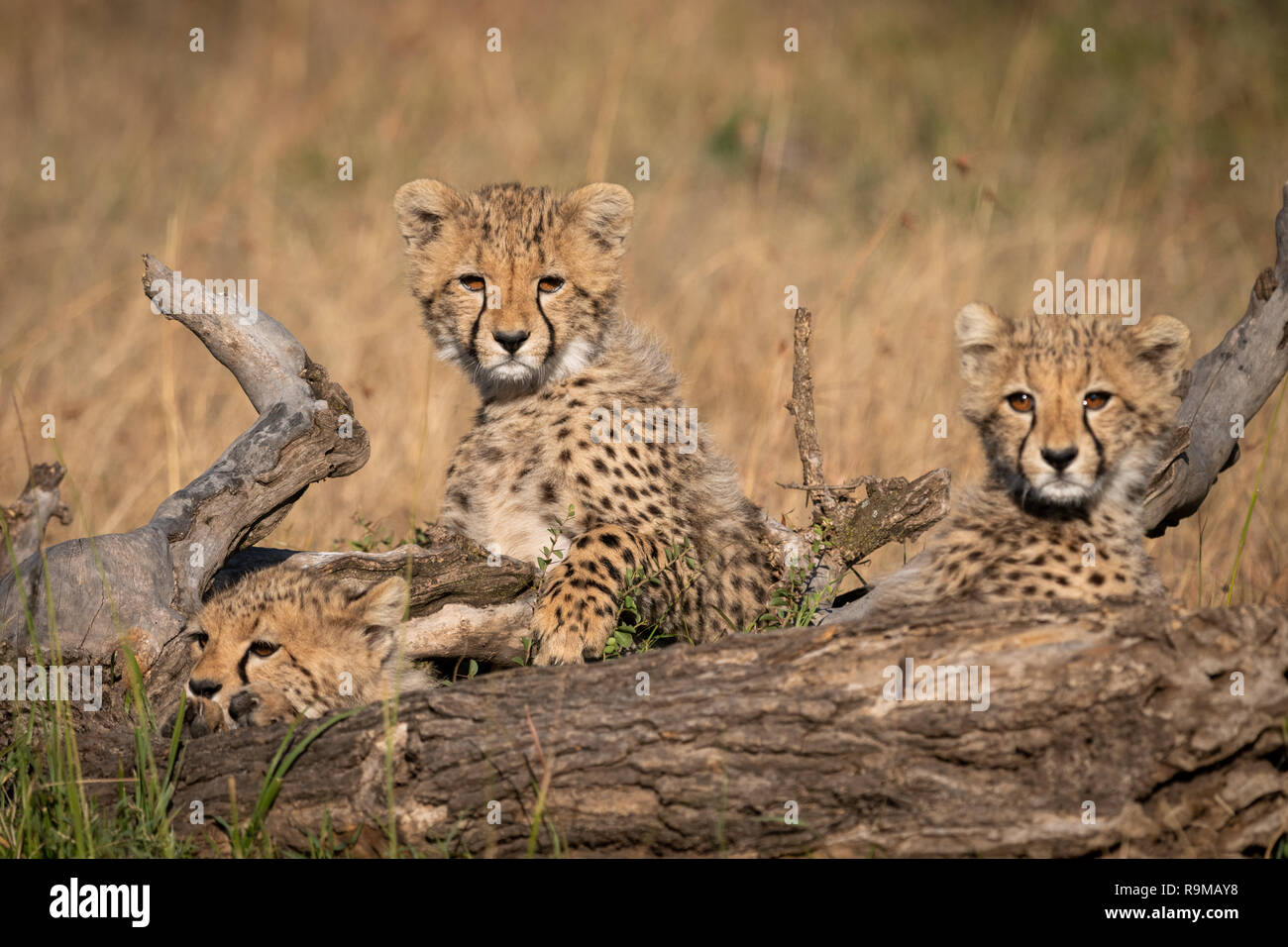 Three cheetah cubs lying behind dead log Stock Photo - Alamy