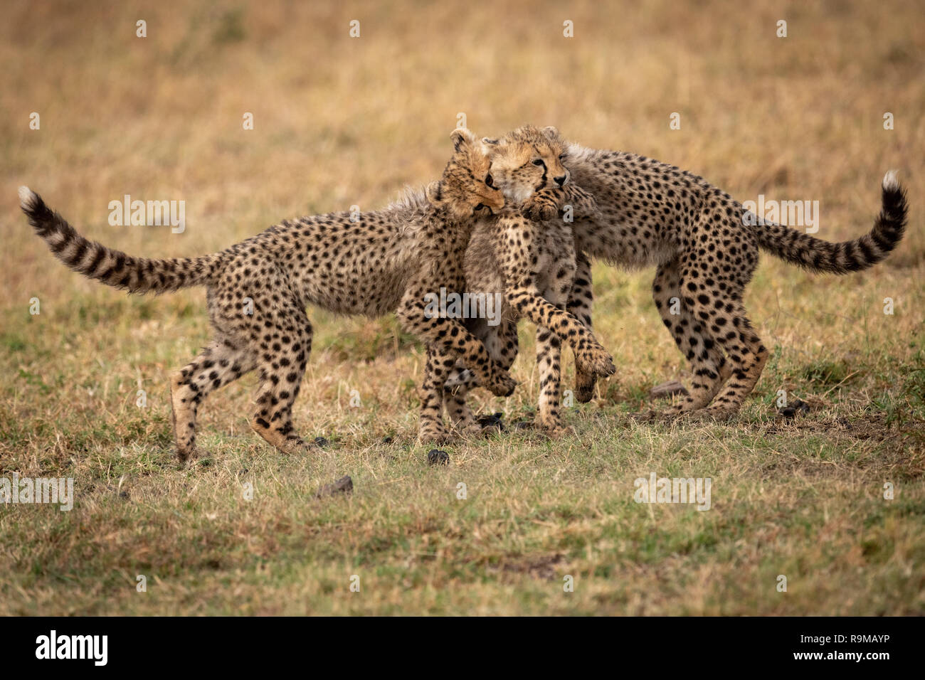 Three cheetah cubs play fight on grass Stock Photo - Alamy